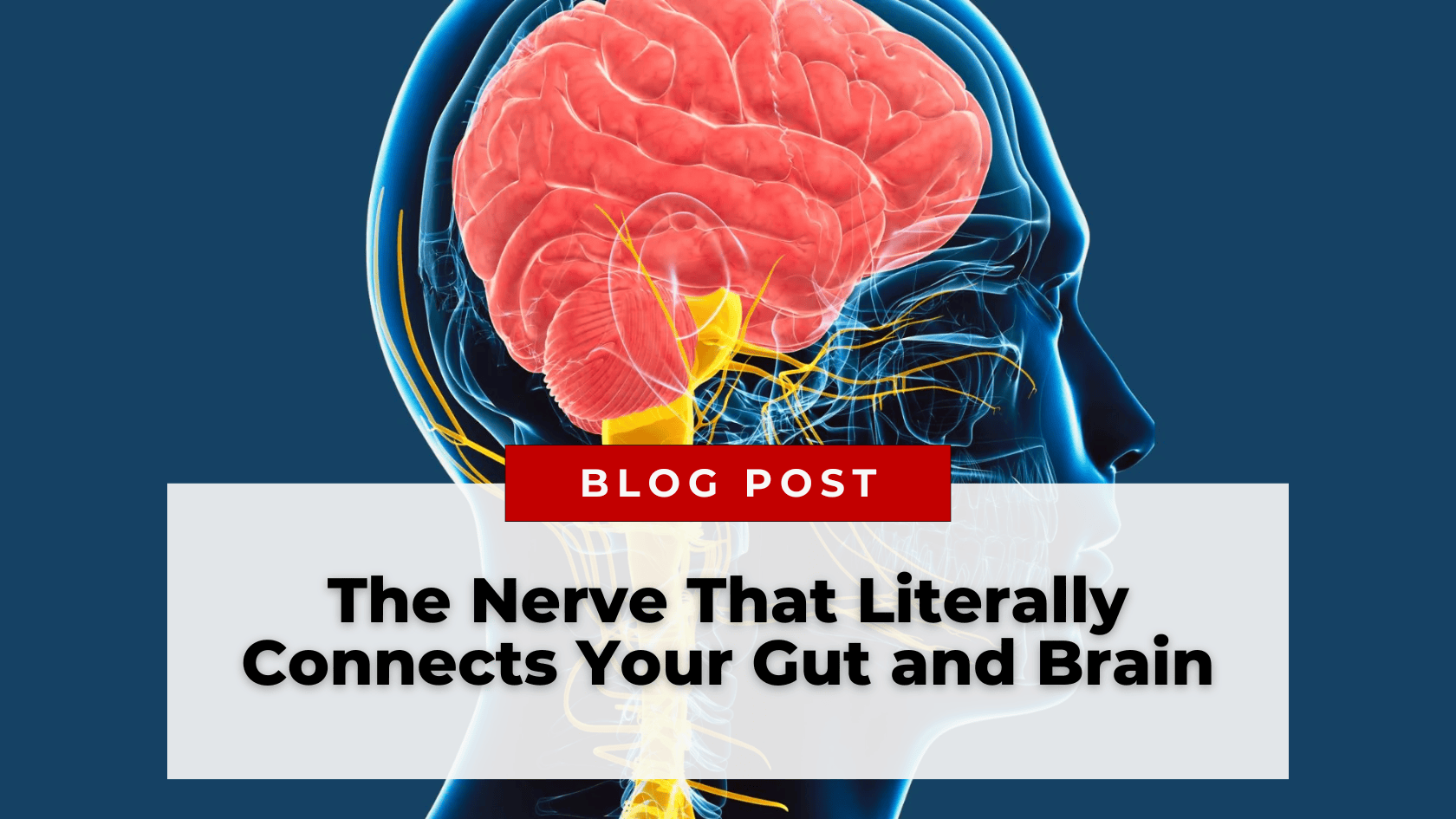 The Nerve That Literally Connects Your Gut and Brain - The KNEW Method